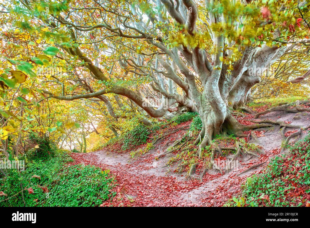 Trees of all types and seasons. A beautiful world of differences. Trees ...