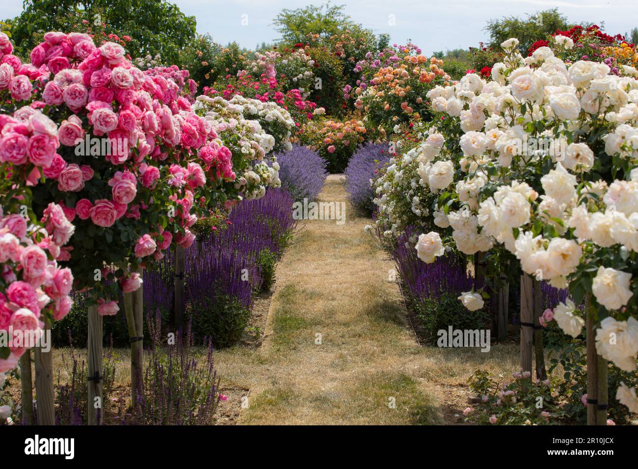 a footway between a variety of rose bushes in different colors with ...