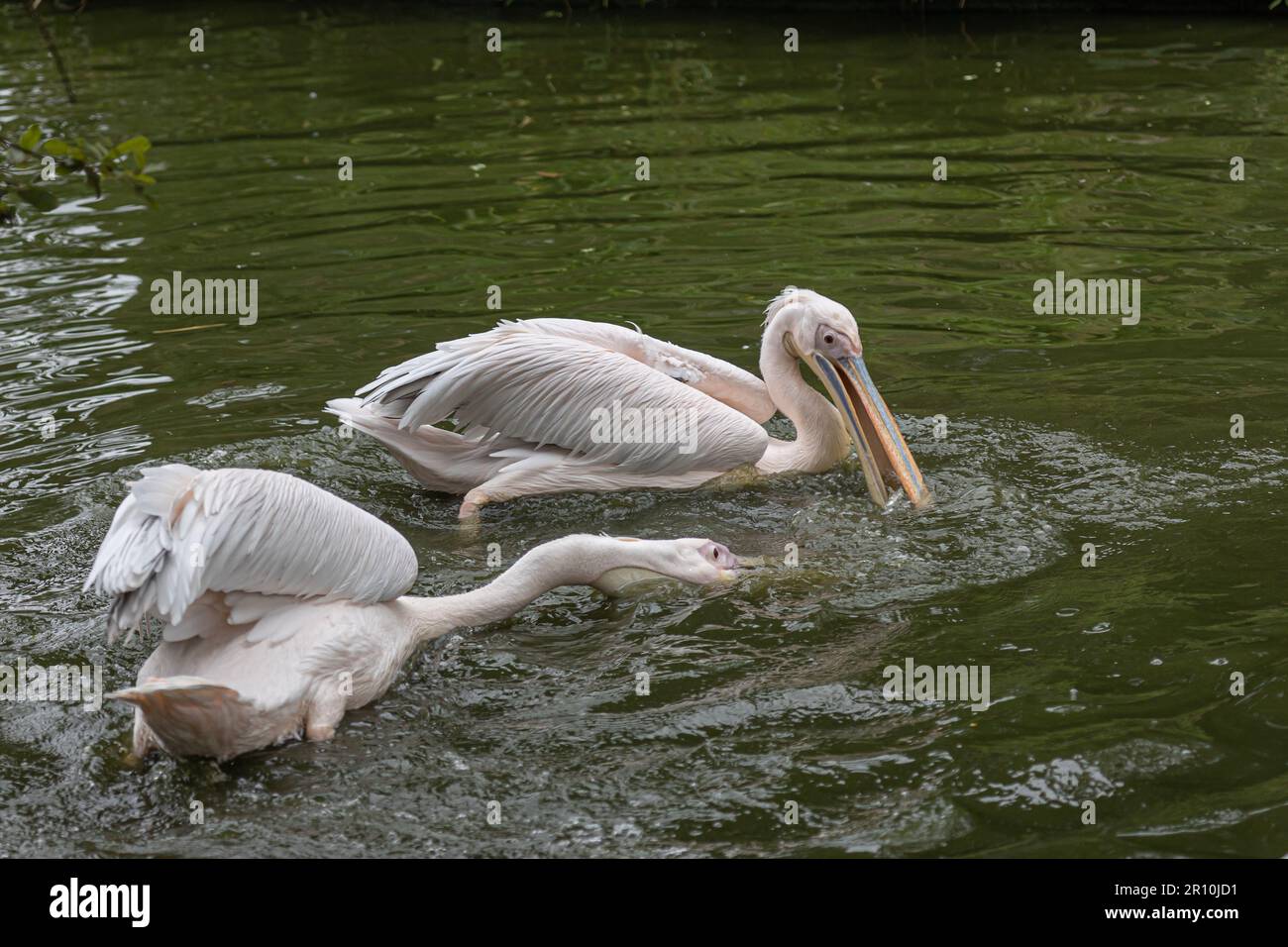 Two pelicans (pelecanus) swim together in a lake for feeding Stock ...