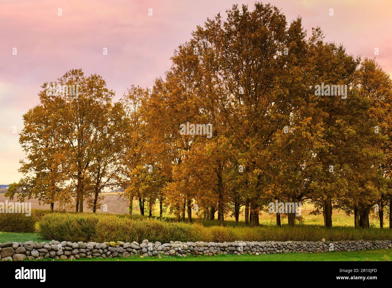 Trees of all types and seasons. A beautiful world of differences. Trees ...
