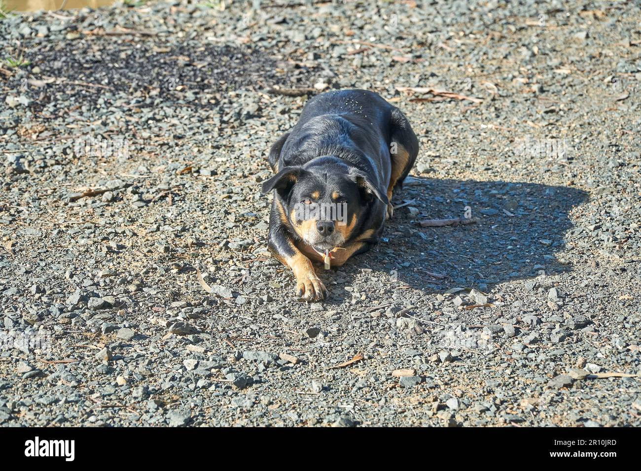 female kelpie demonstrating the fixed stare waiting for a command Stock ...