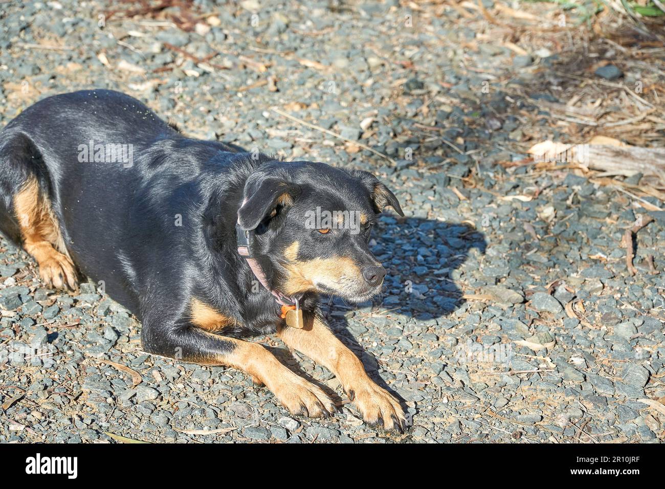 female kelpie demonstrating the fixed stare waiting for a command Stock ...
