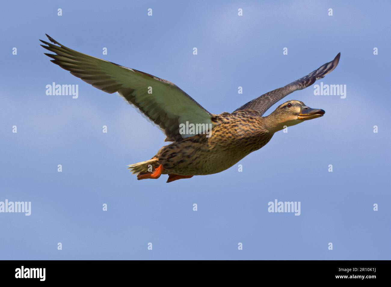 Graceful female Mallard duck in flight against a beautiful blue spring ...