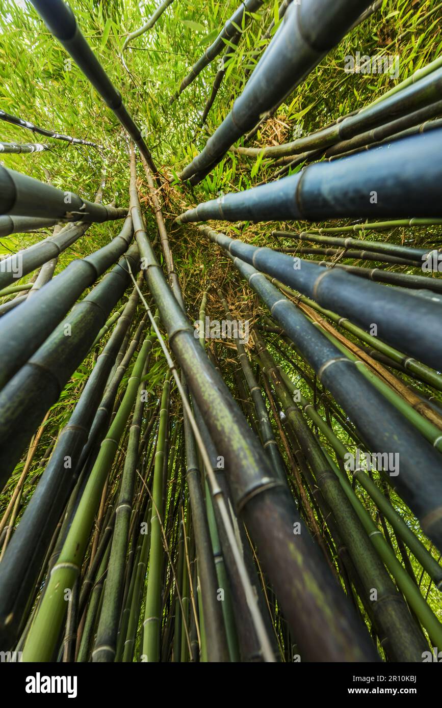 bamboo stems at ground level along with leaves Stock Photo - Alamy