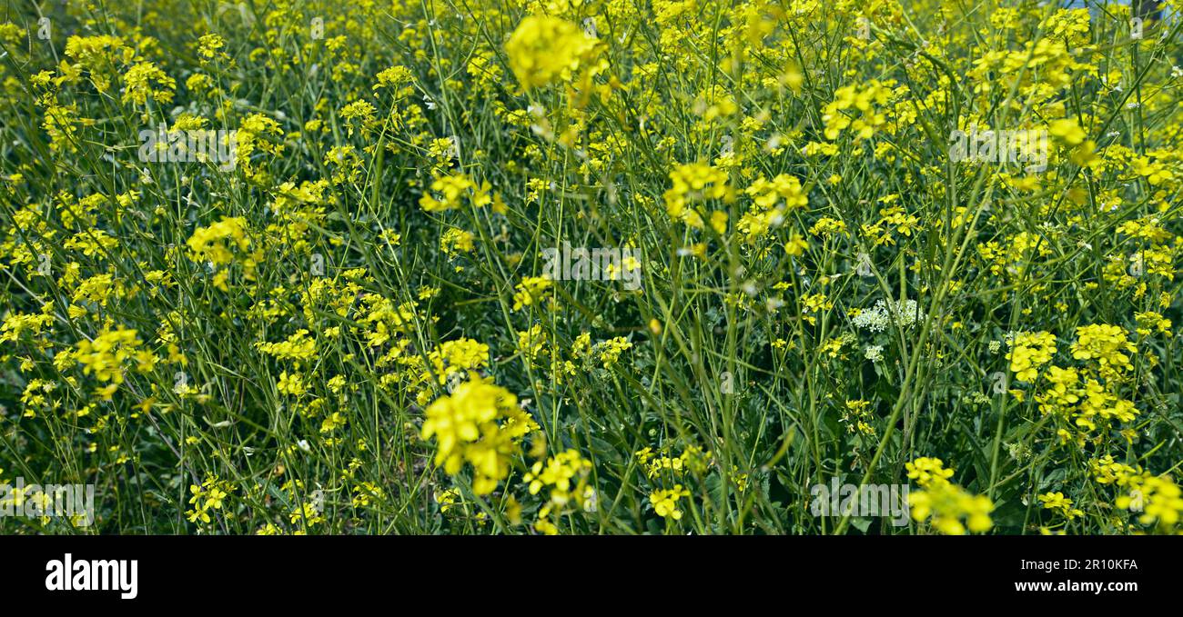 Elongated blue flowers hi-res stock photography and images - Alamy