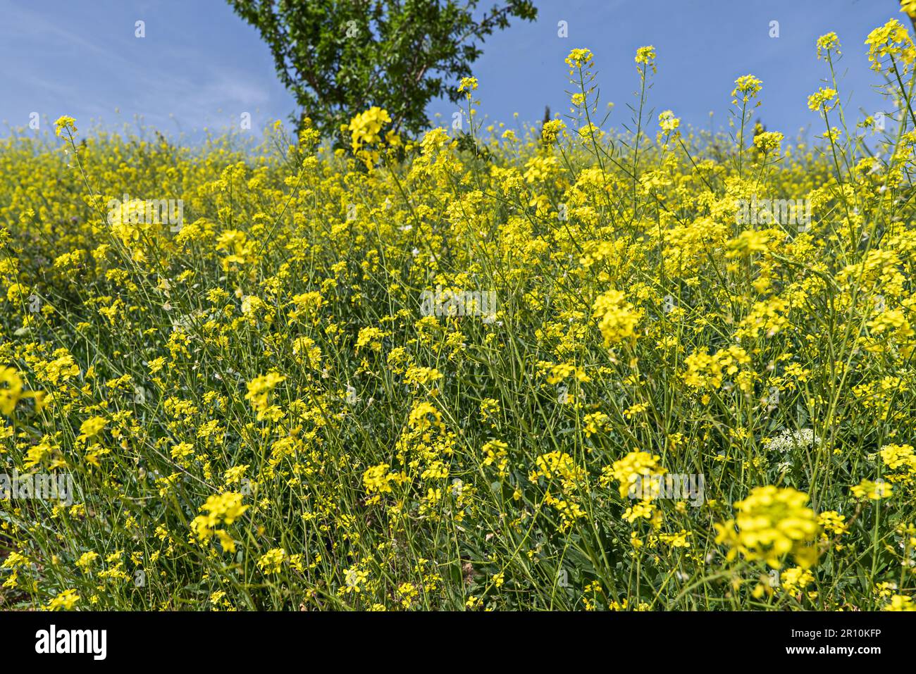 Hillside of a field full of yellow flowers, trees and blue sky Stock ...