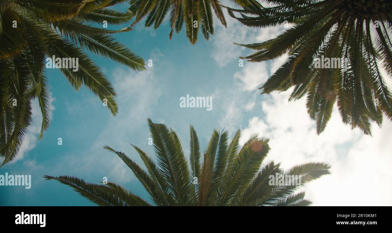 Coconut palm trees bottom view. Beach on the tropical island with ...