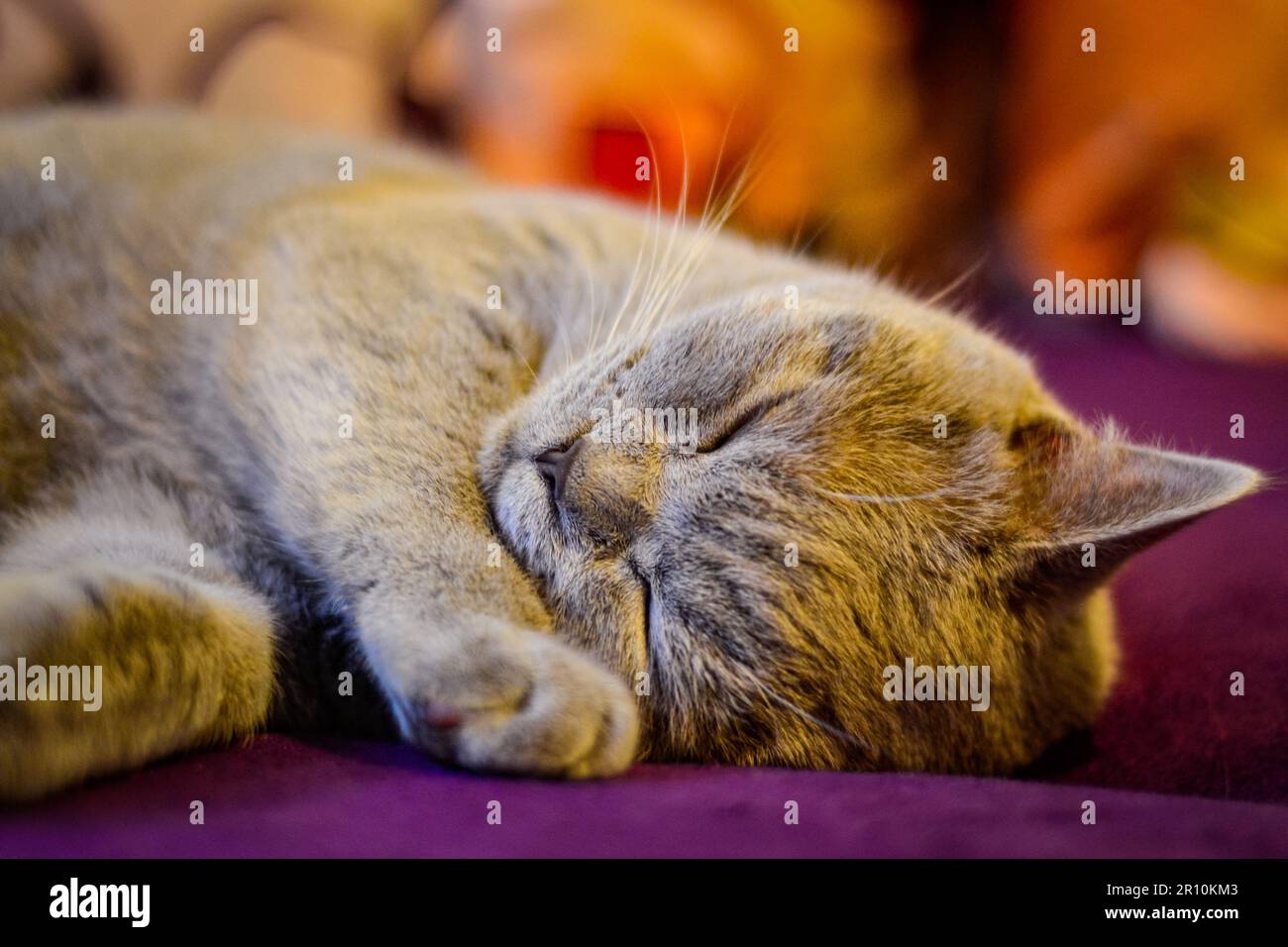 Taking a cat nap hi-res stock photography and images - Alamy