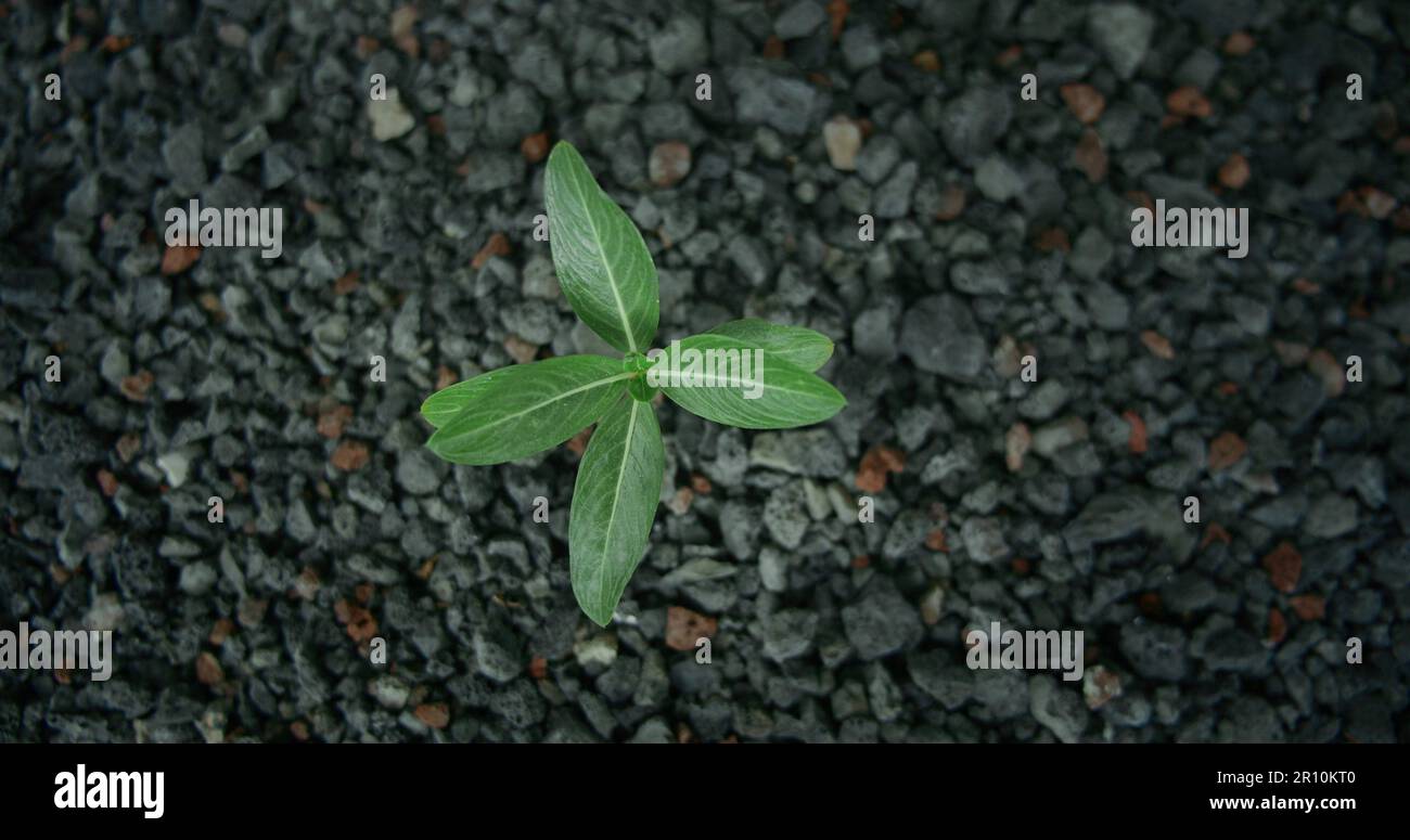 Small green sprout grows in the dry barren rocky soil. Life in a dead ...