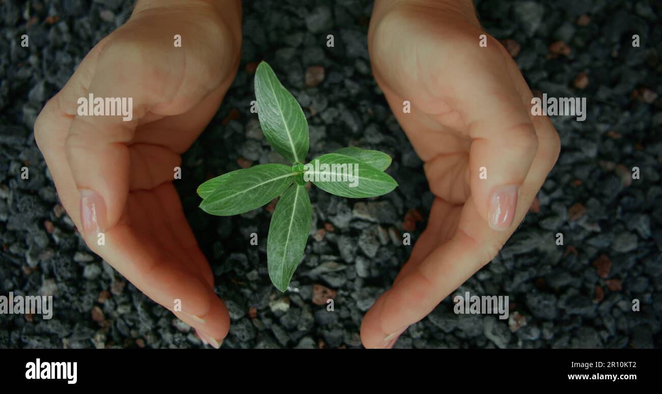 Small green sprout grows in the dry barren rocky soil. Life in a dead ...