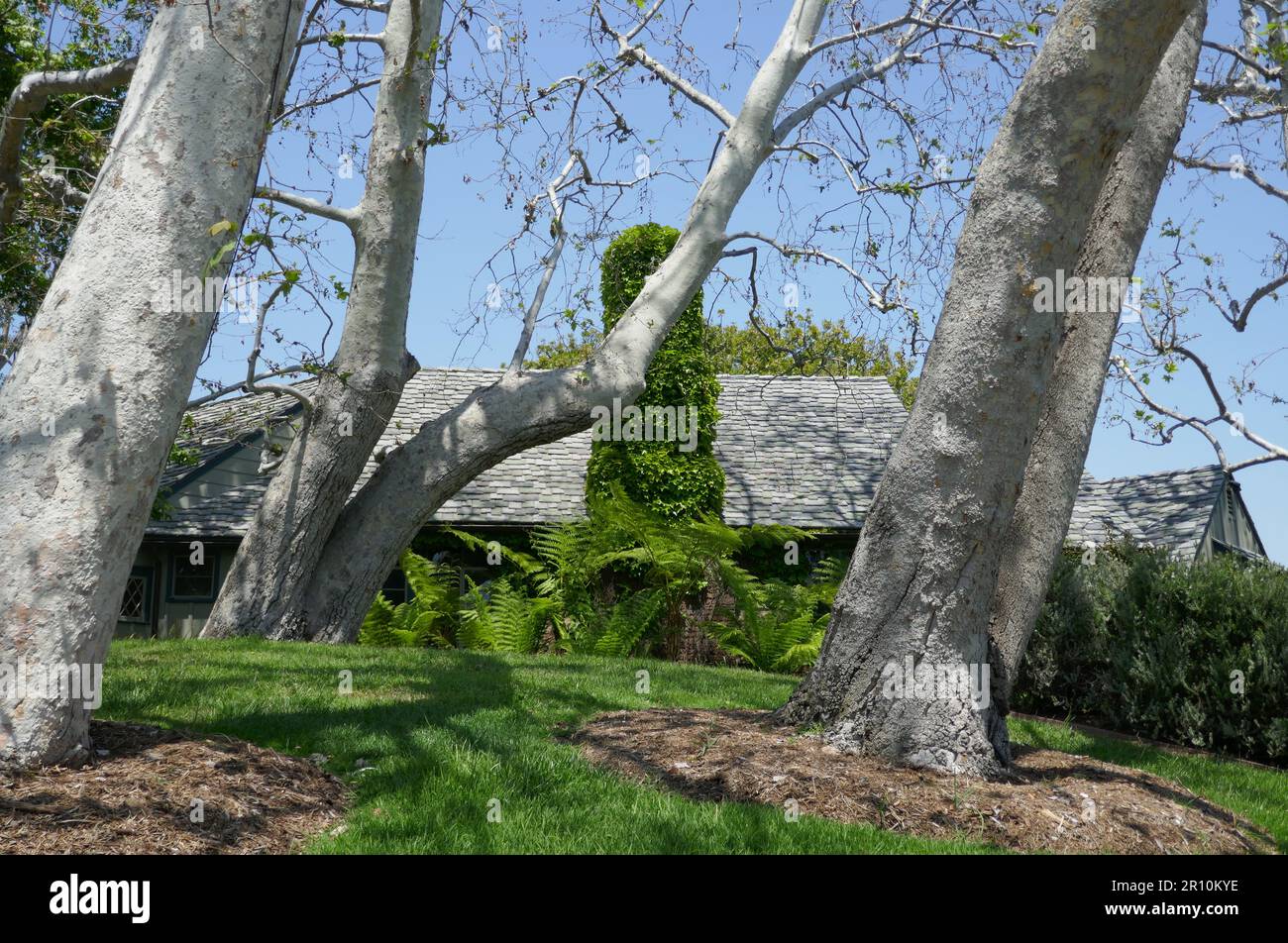 Los Angeles, California, USA 8th May 2023 Trees and Ivy Chimney at ...