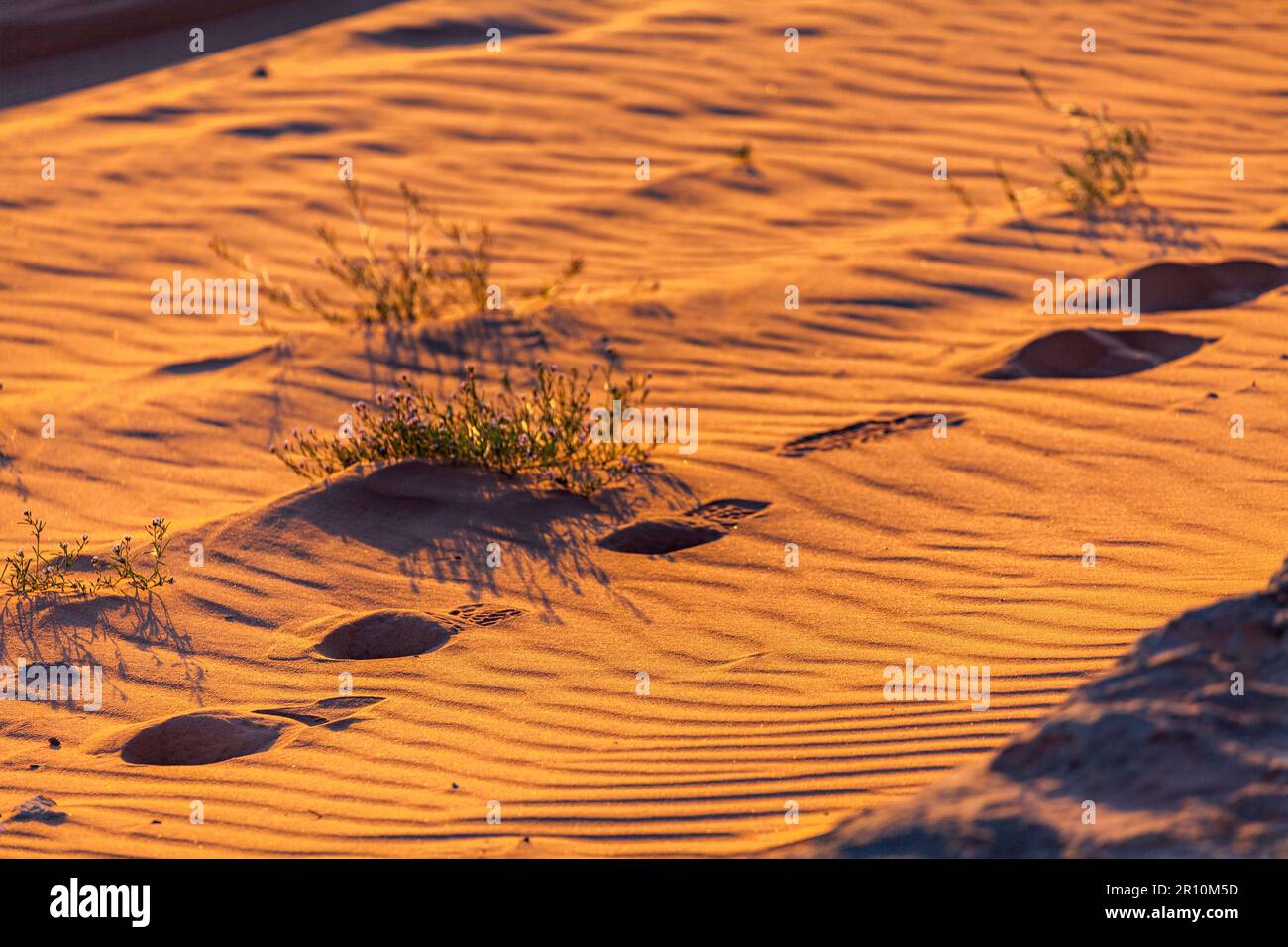 Footprints in the sand at sunset, Wadi Rum, Jordan Stock Photo - Alamy
