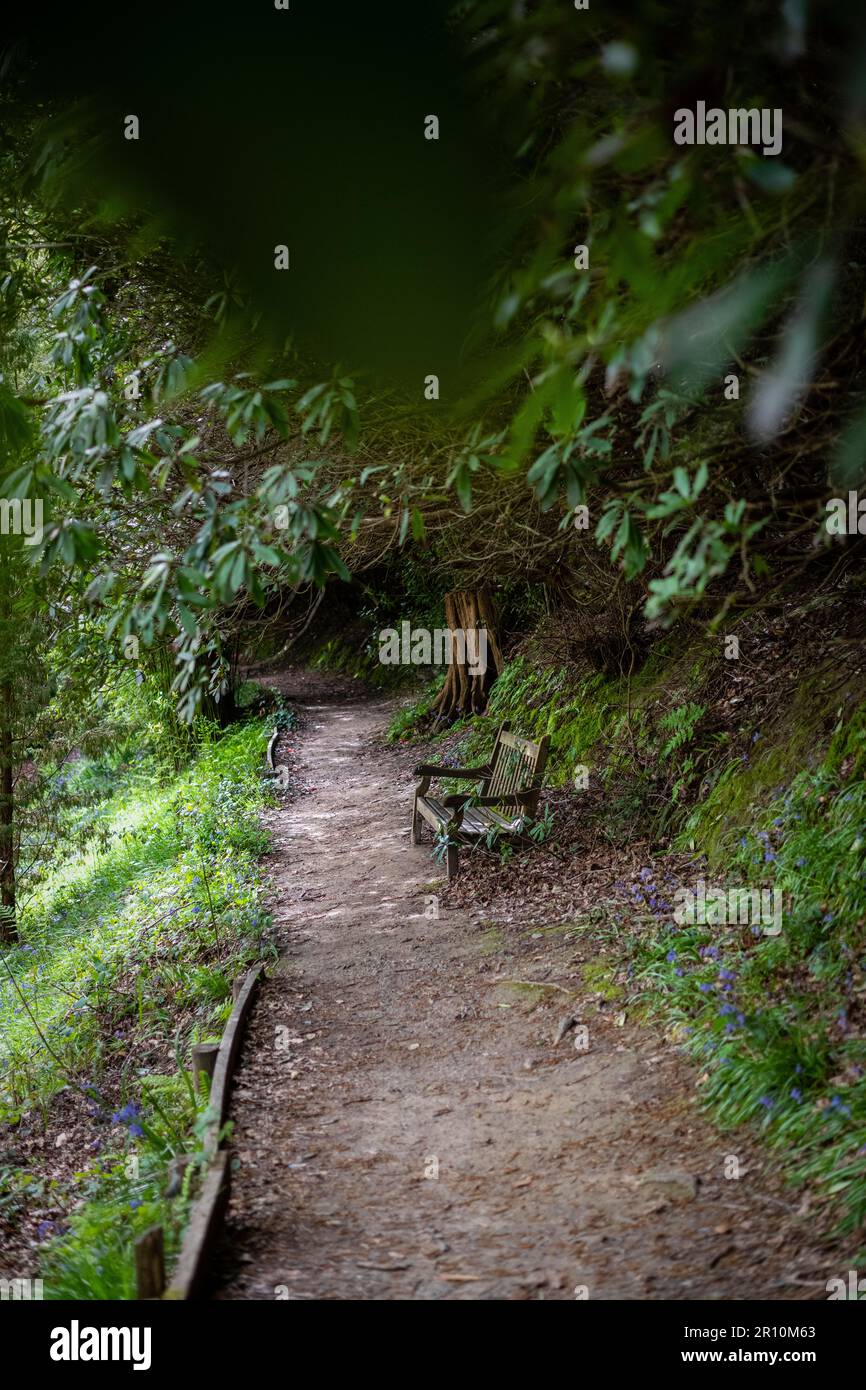 Bench overlooking Valley, bench surrounded by rhododendrons and ...