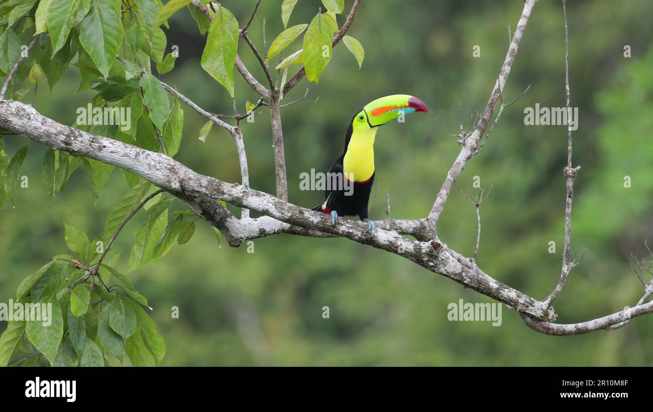 long shot of a keel-billed toucan on a perch and calling Stock Photo ...