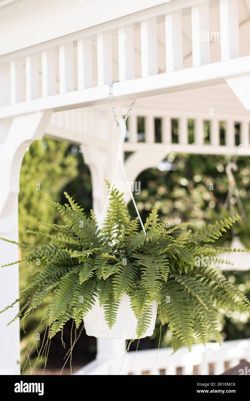 Boston fern hanging basket hi-res stock photography and images - Alamy