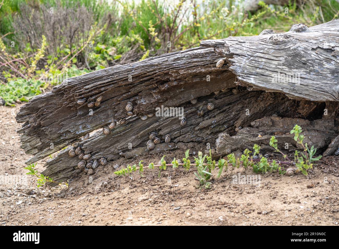 Large group of garden snails in hollowed log Stock Photo - Alamy