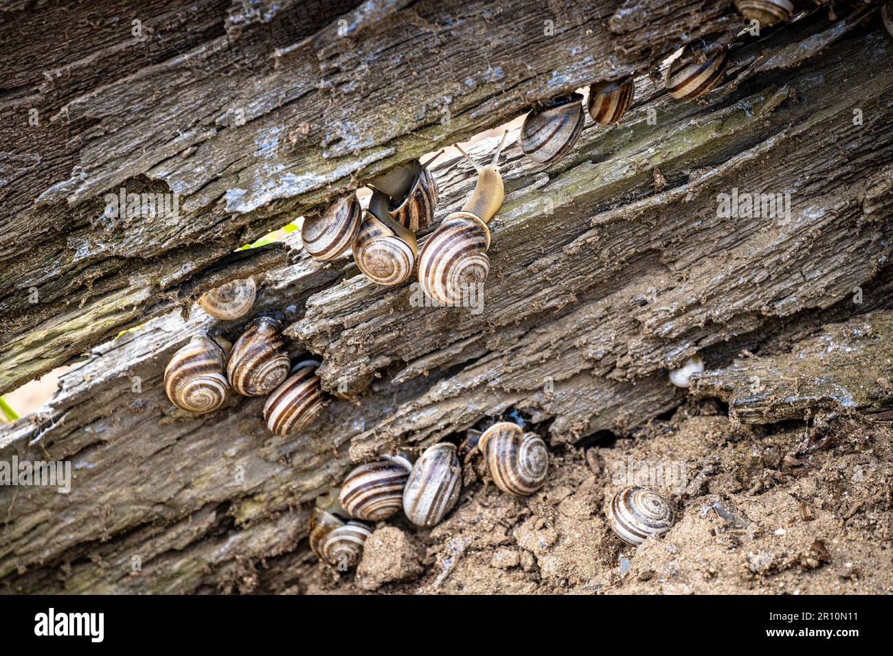 Large group of garden snails in hollowed log Stock Photo - Alamy