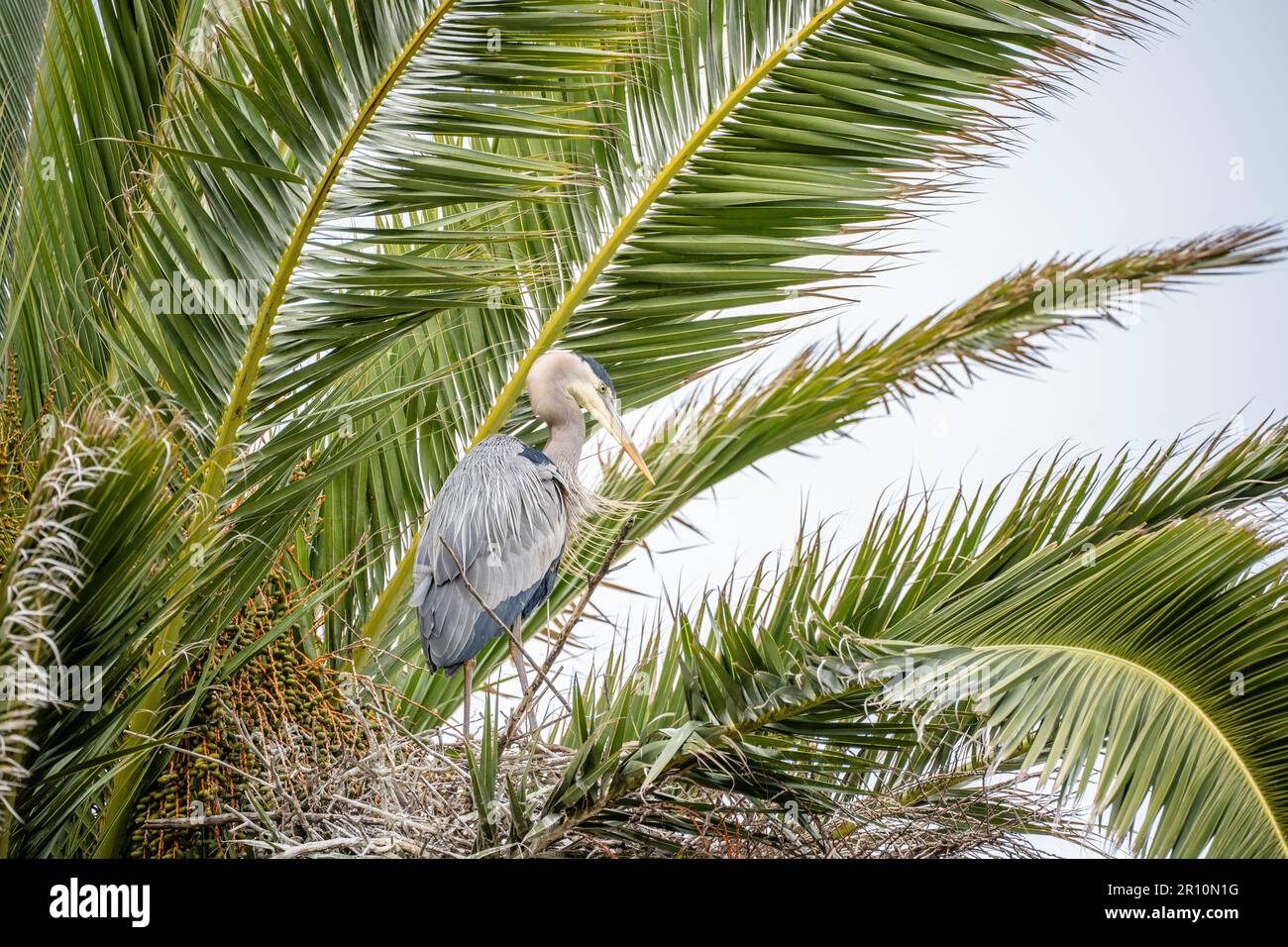 Great blue heron nesting in palm tree Stock Photo - Alamy