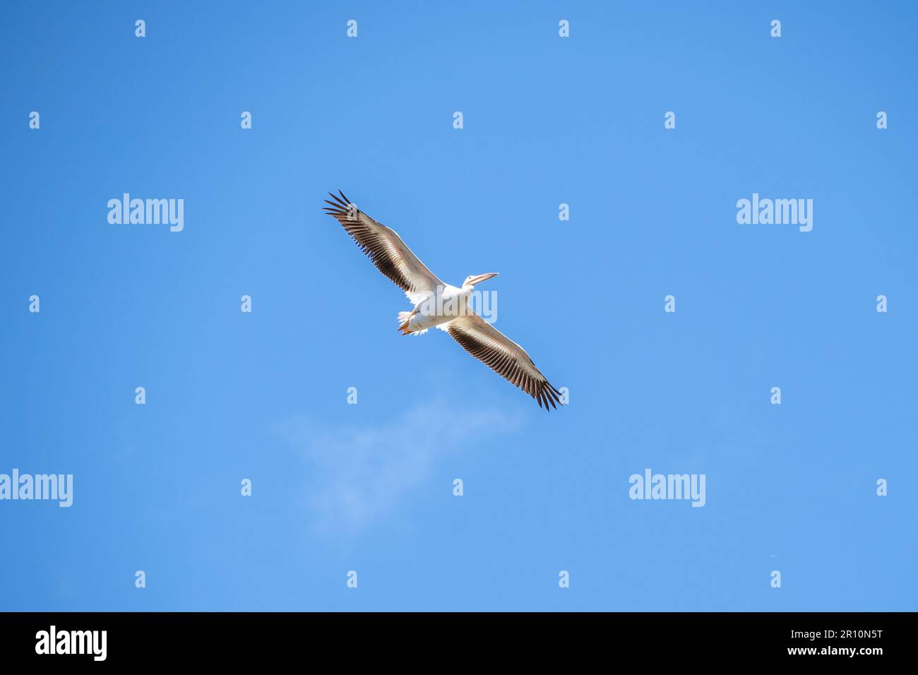 White pelican in flight hi-res stock photography and images - Alamy