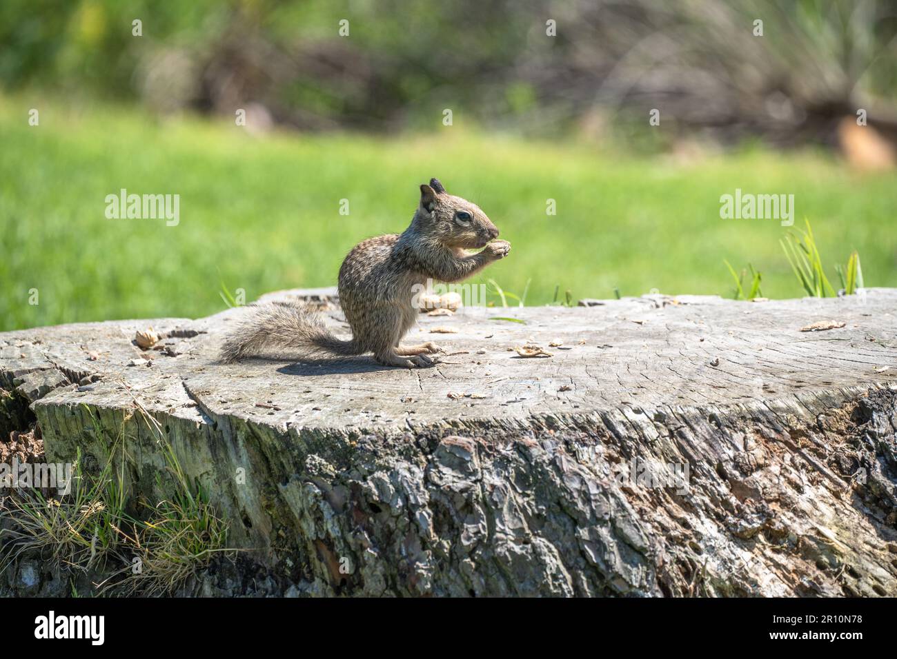 Baby peanut hi-res stock photography and images - Alamy