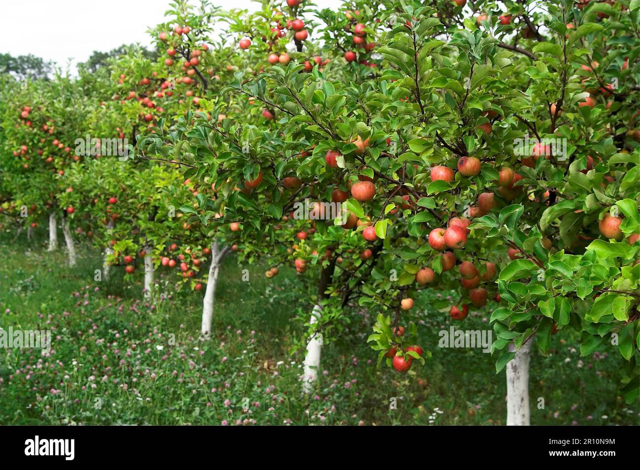 Fruta en una rama hi-res stock photography and images - Alamy