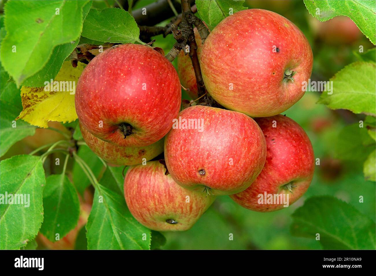 Fruta en una rama hi-res stock photography and images - Alamy