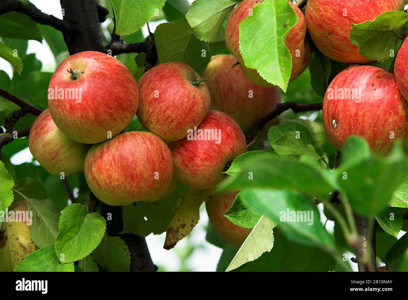 Fruta en una rama hi-res stock photography and images - Alamy