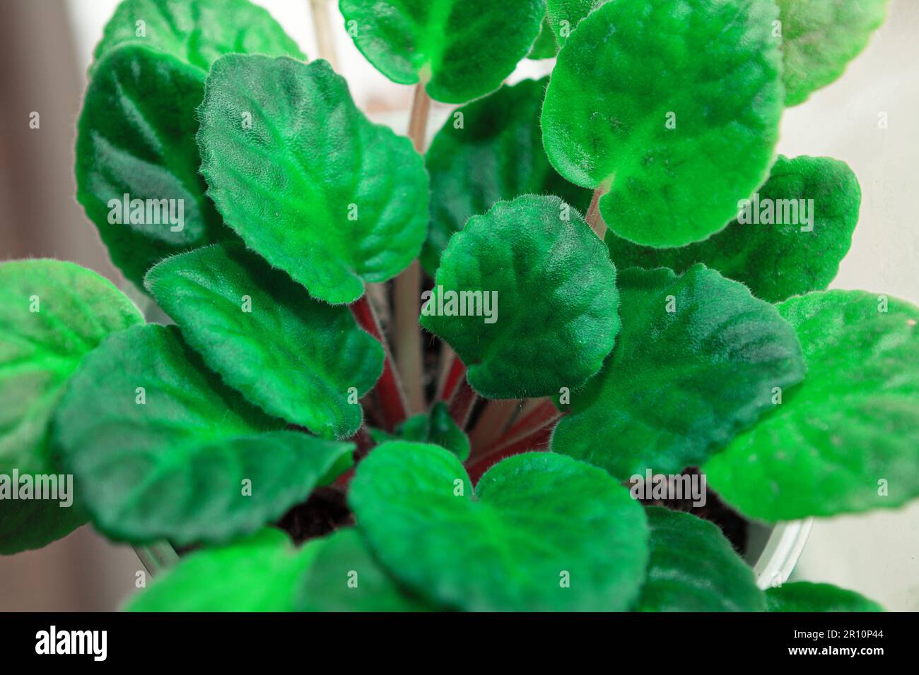 Geranium Green Leaves . Potted room plant Stock Photo - Alamy