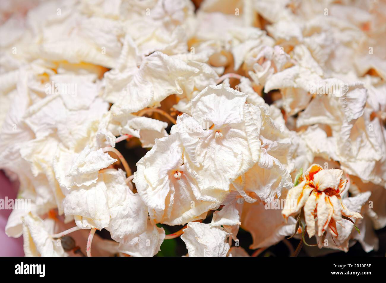 Dried white roses . Floral natural background Stock Photo - Alamy