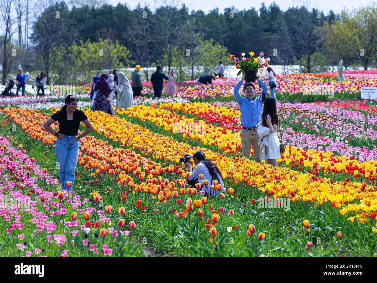 Fenwick, Canada. 10th May, 2023. People pose for photos with tulips at ...