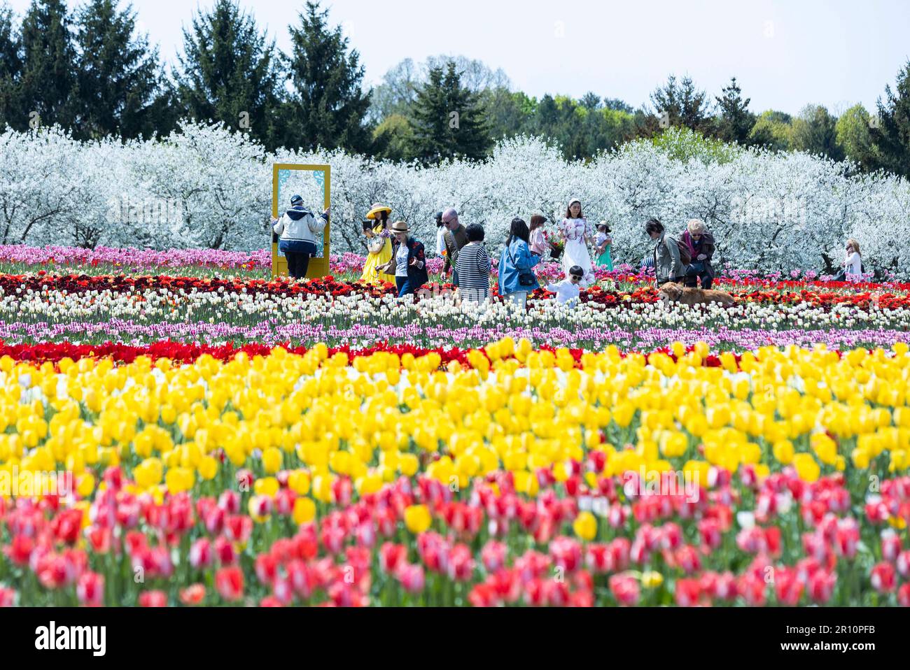 Fenwick, Canada. 10th May, 2023. People visit a tulip pick farm in ...