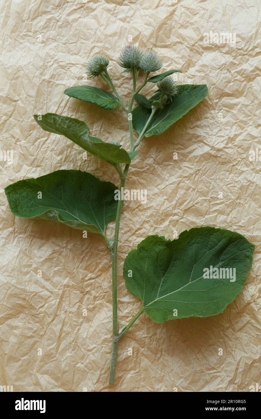 Fresh green burdock leaves and flowers on parchment, top view Stock ...