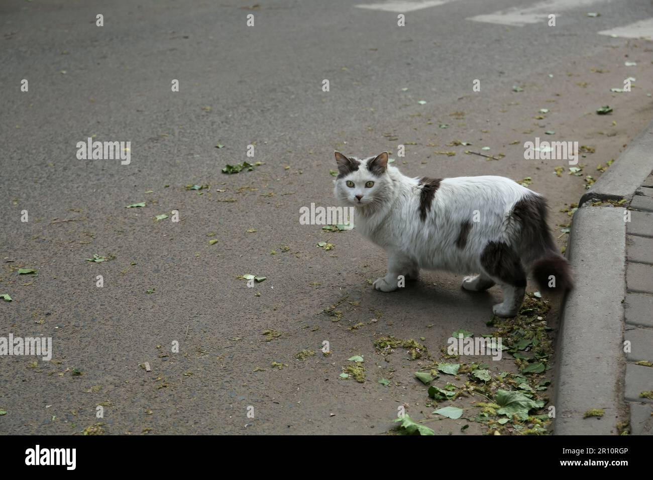 Cat walking asphalt street hi-res stock photography and images - Alamy