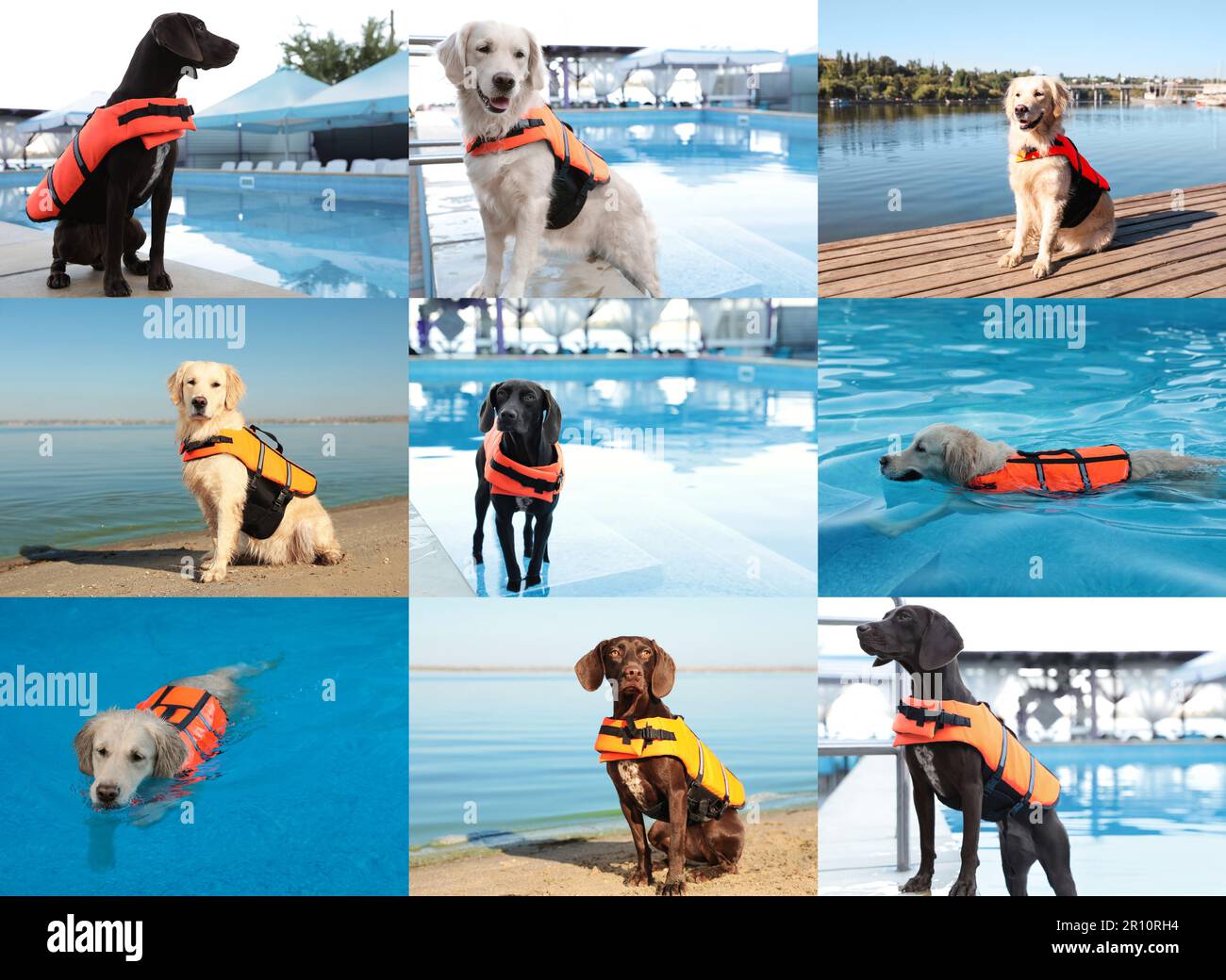 Collage with photos of rescuer dogs, outdoors Stock Photo - Alamy