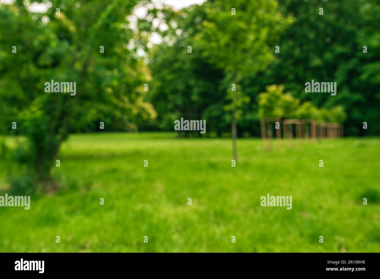 Lawn with many trees hi-res stock photography and images - Alamy