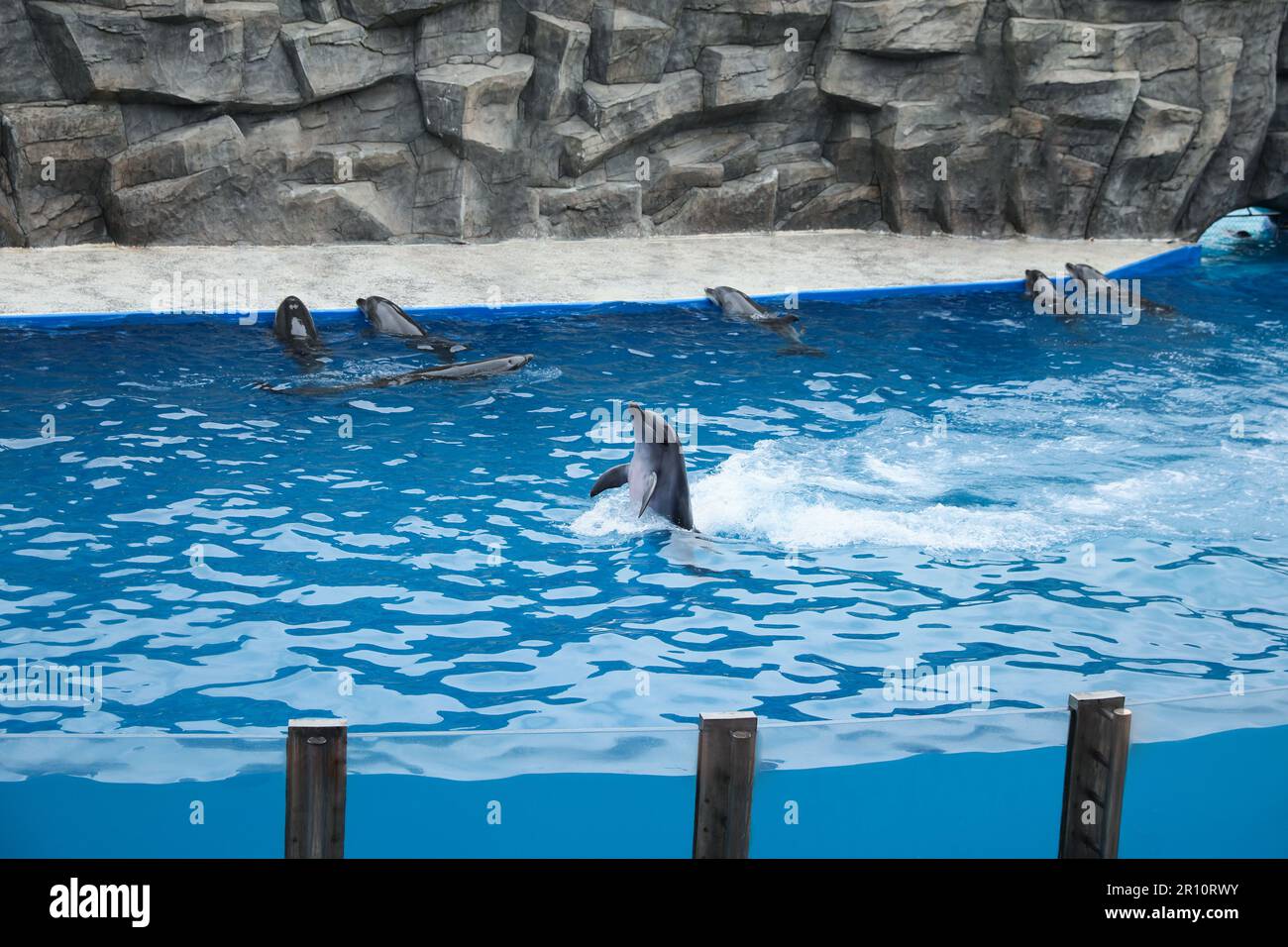 Dolphins swimming in pool at marine mammal park Stock Photo - Alamy