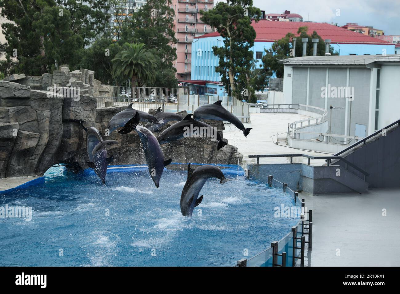 Dolphins jumping in pool at marine mammal park Stock Photo - Alamy
