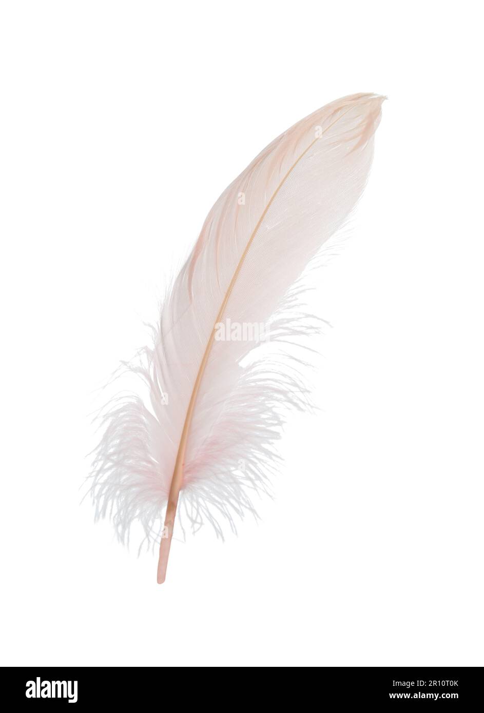 Beige feather hi-res stock photography and images - Alamy