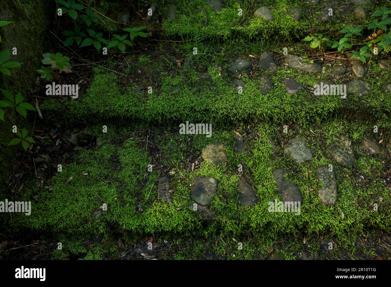 Moss covered overgrown stairs hi-res stock photography and images - Alamy