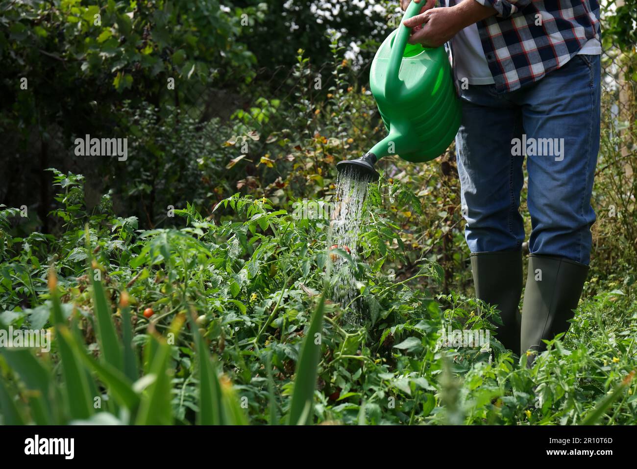 Watering plants for nutrition hi-res stock photography and images - Alamy