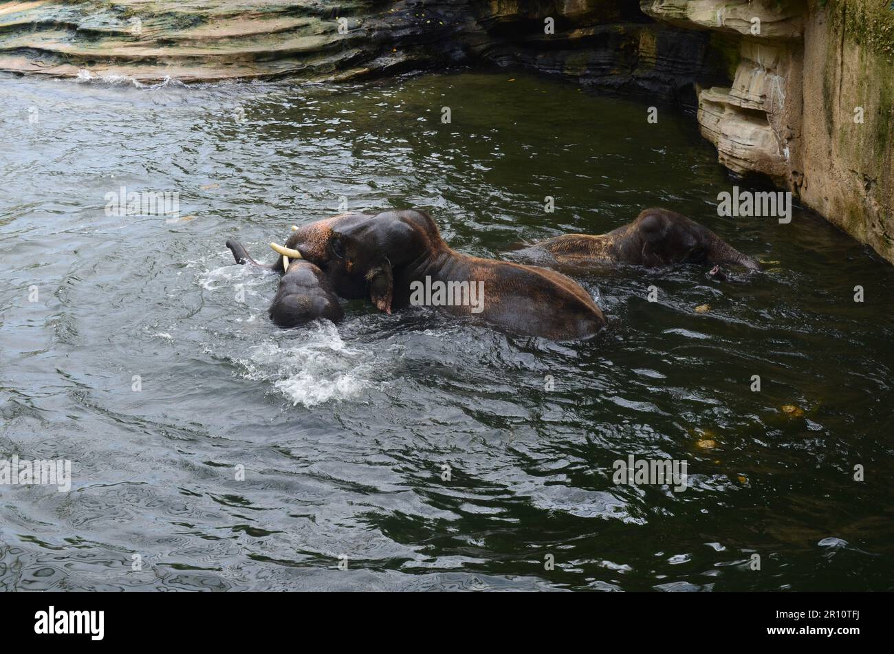 Zoo park pool scene hi-res stock photography and images - Alamy