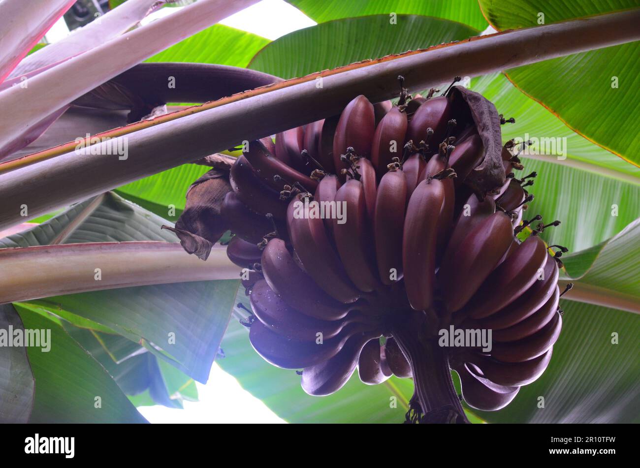 Beautiful banana tree with fruits, low angle view Stock Photo - Alamy