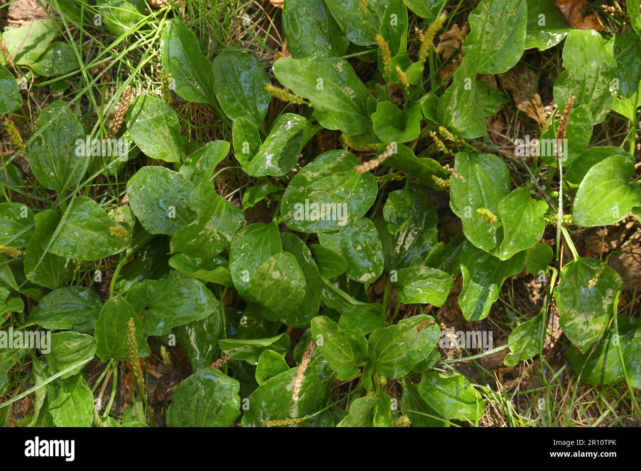 Beautiful green broadleaf plantain plants growing outdoors Stock Photo ...