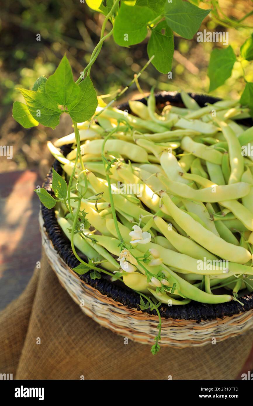 Vegetable stool hi-res stock photography and images - Alamy