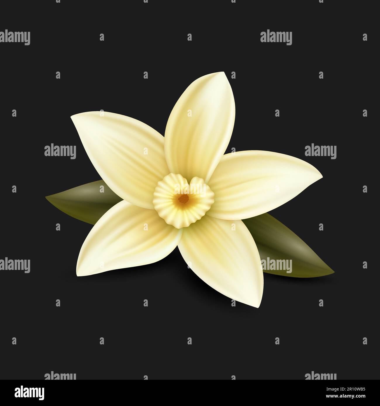Vector 3d Realistic Sweet Scented Fresh Vanilla Flower with Leaves ...