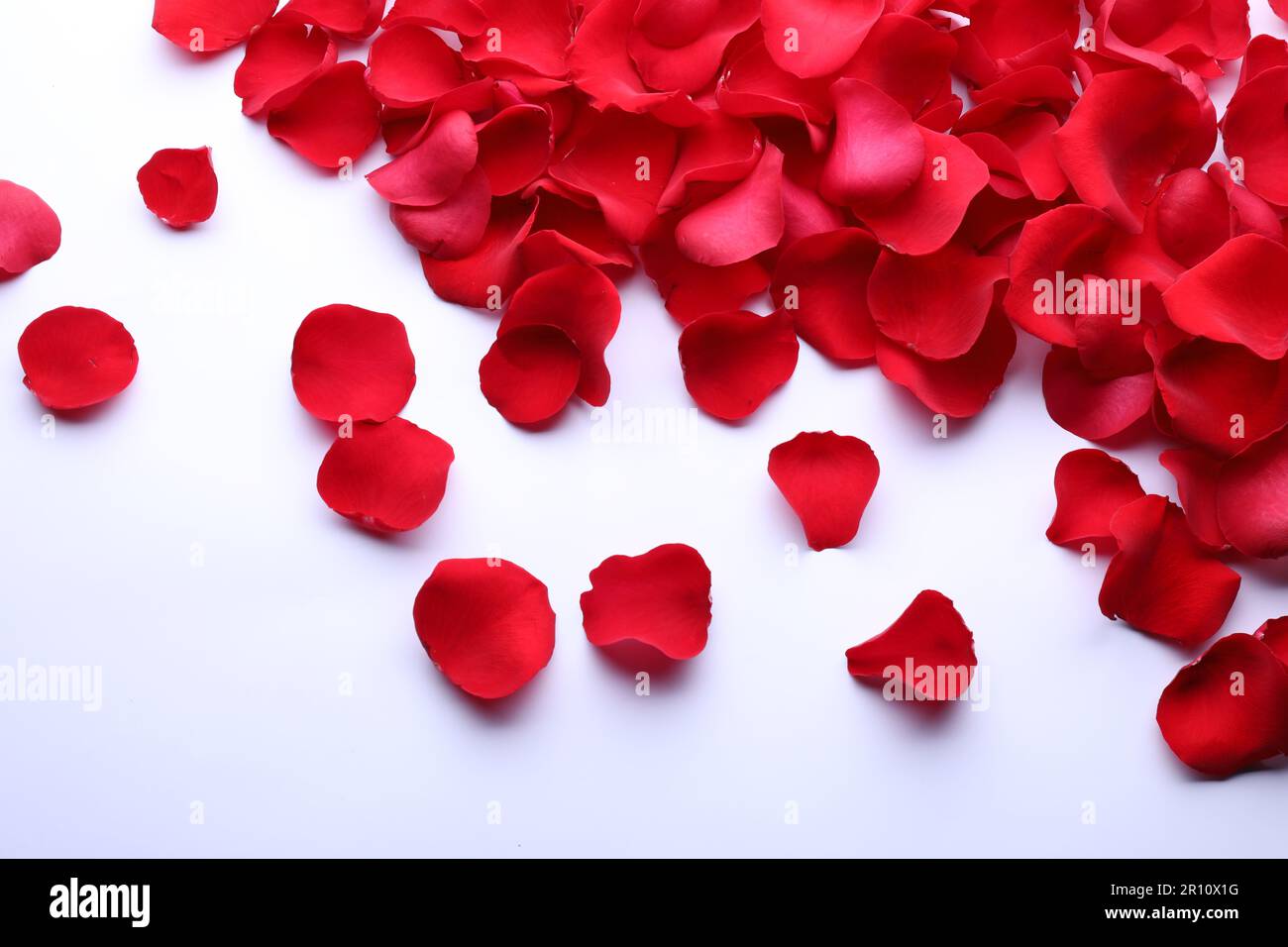 Red And White Roses Petals