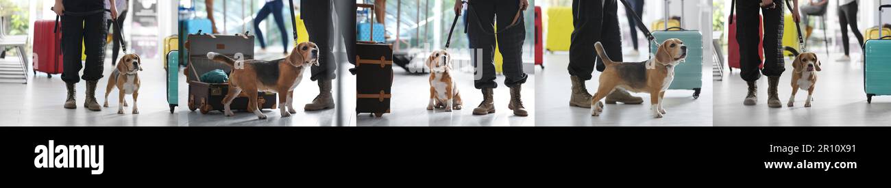 Collage with photos of people with service dogs, closeup. Banner design ...