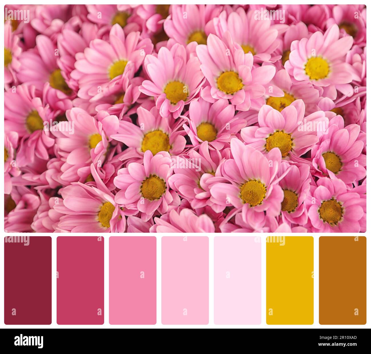 Beautiful fresh flowers and color palette. Collage Stock Photo - Alamy