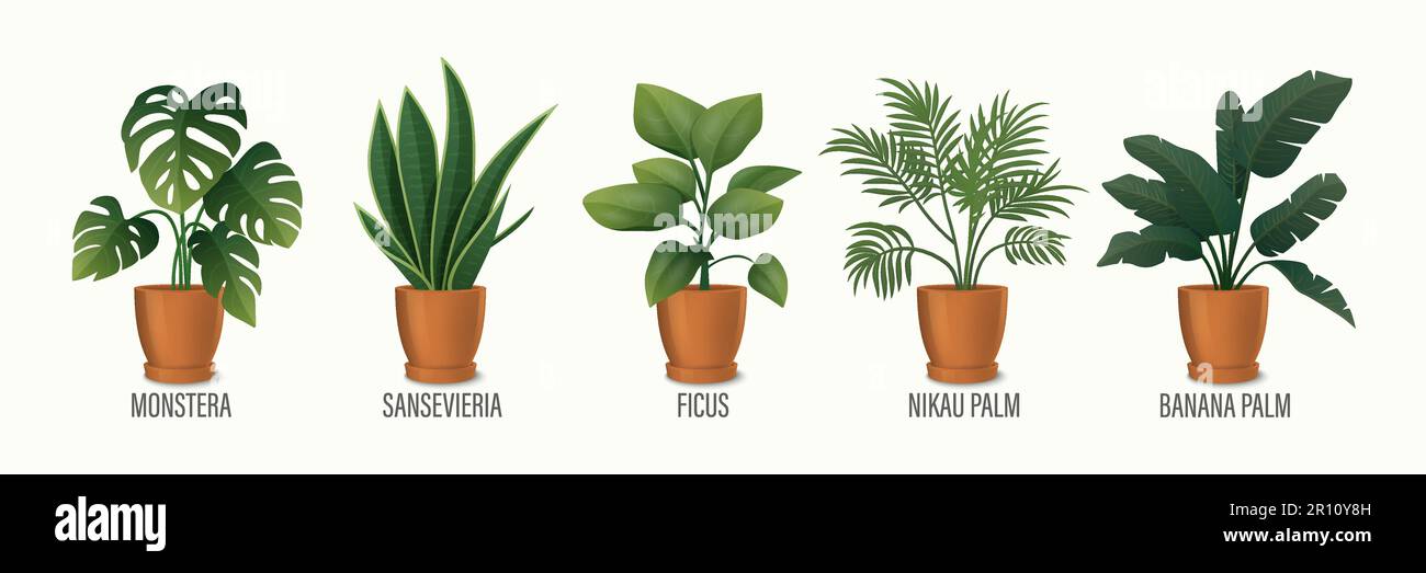 Nikau palm Stock Vector Images - Alamy