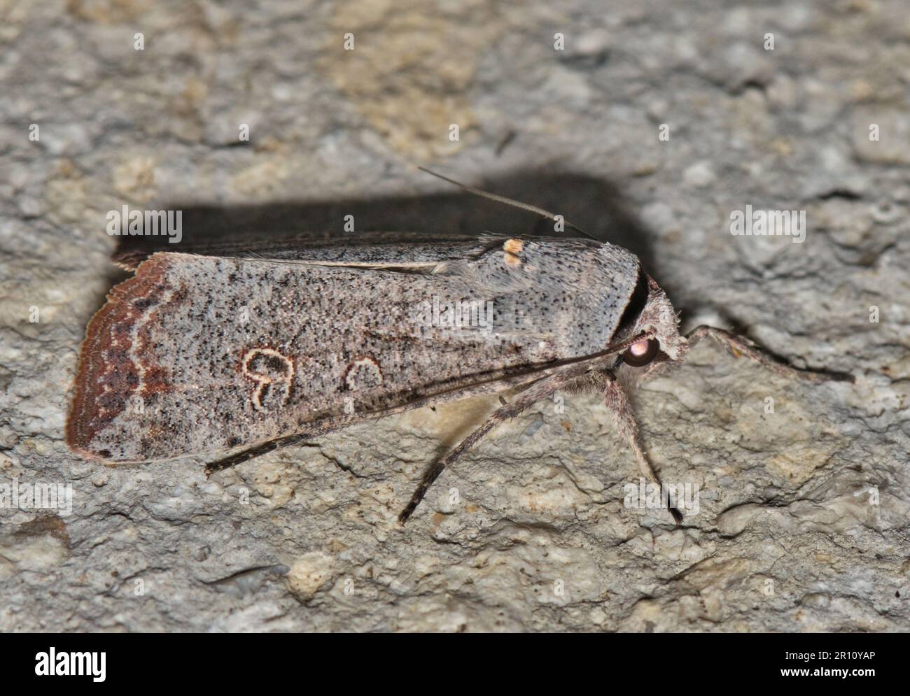 Green Cutworm Moth (Anicla infecta) side view on a cement wall ...